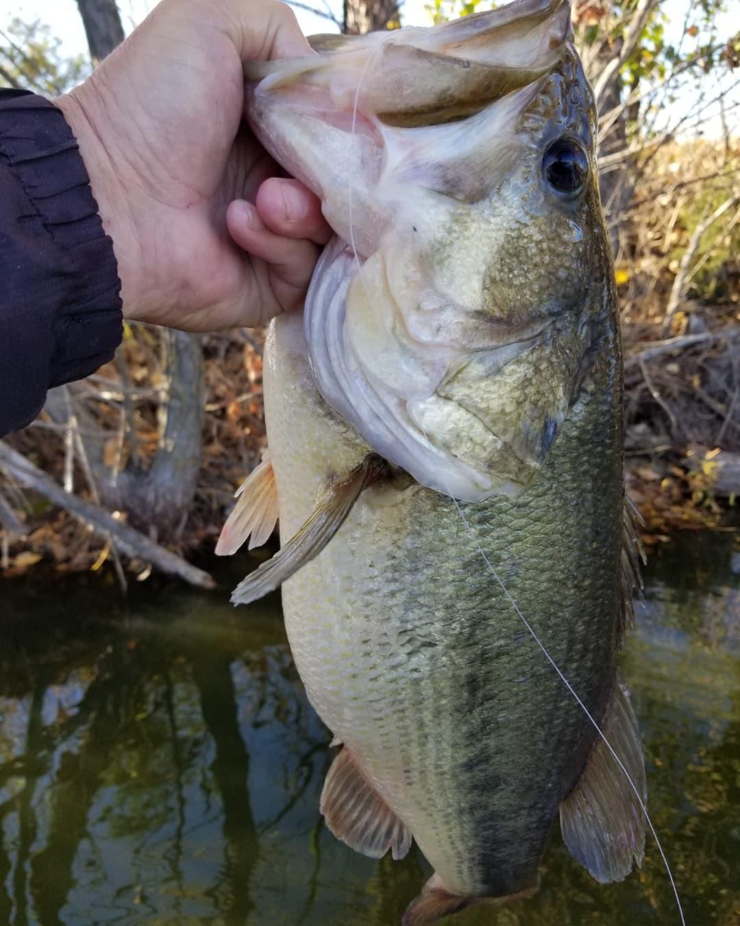 The Community – Team Trail Bass'n Association